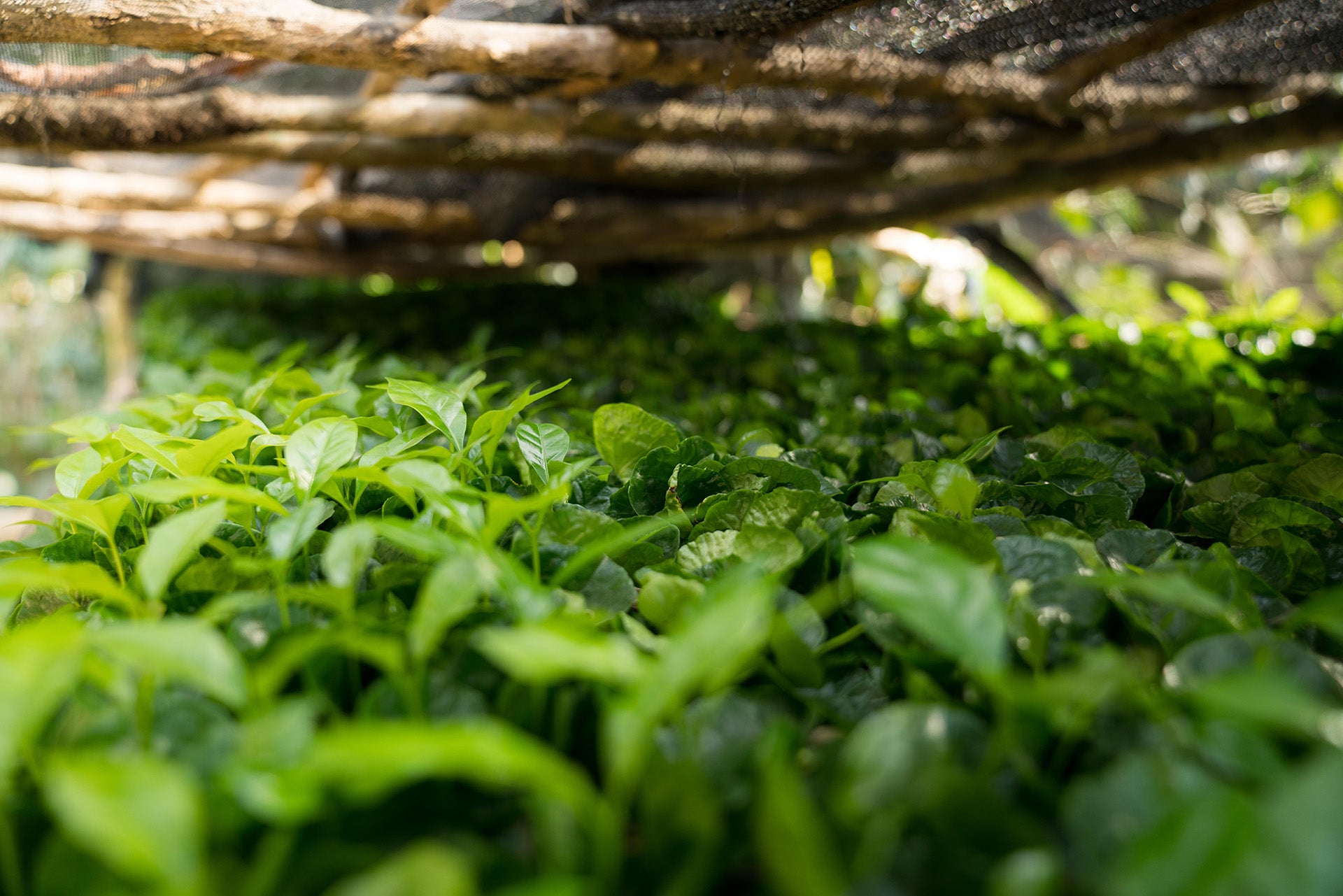 Cesar Miguel Mariño Riatiga – equation-coffee